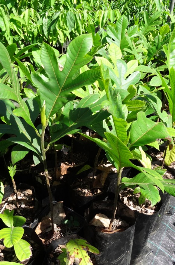 LATITUDE FRUITIERE, Pépinière de fruitiers rares, Présentation ...