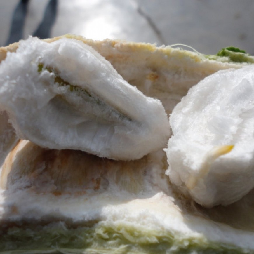 LATITUDE FRUITIERE, Pépinière de fruitiers rares, Inga - LATITUDE FRUITIERE