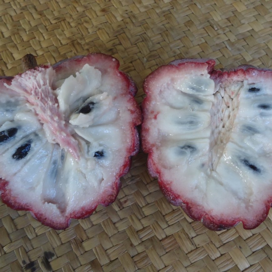 LATITUDE FRUITIERE, Pépinière de fruitiers rares, Zatte rouge ...