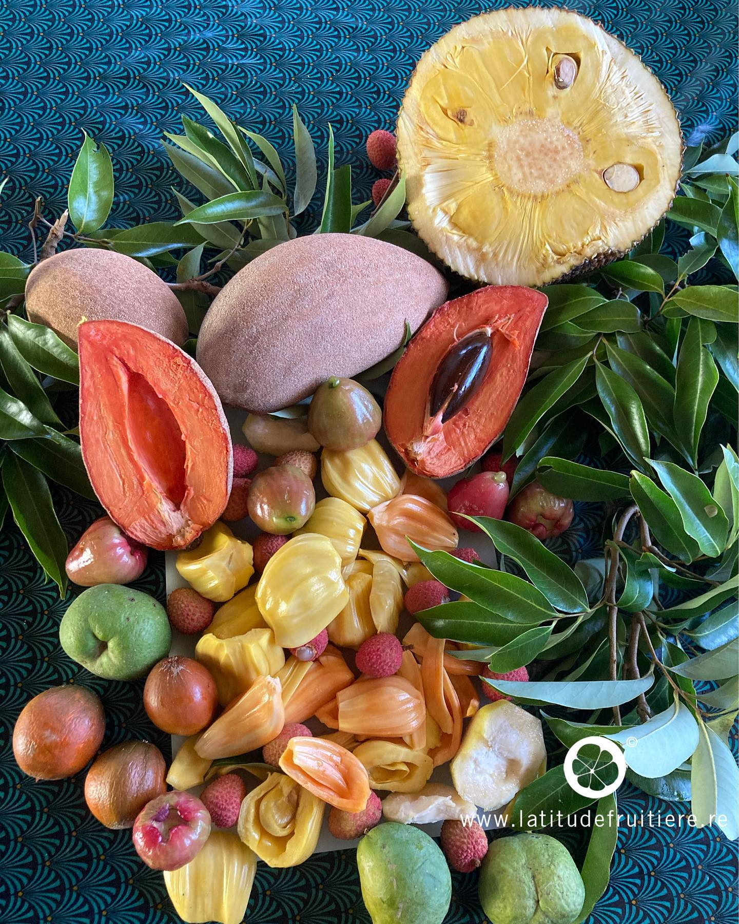 LATITUDE FRUITIERE, Pépinière de fruitiers rares, Qu'est-ce qu'un fruit ...
