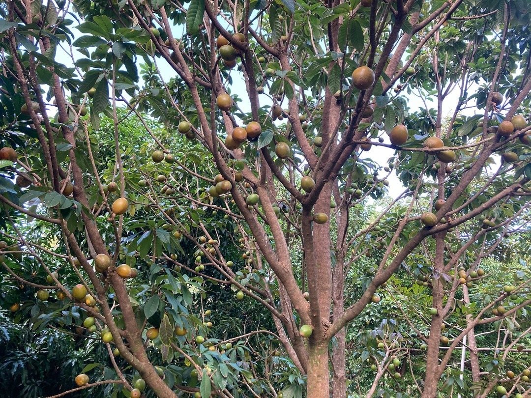 LATITUDE FRUITIERE, Pépinière de fruitiers rares, Sapote Chulul ...