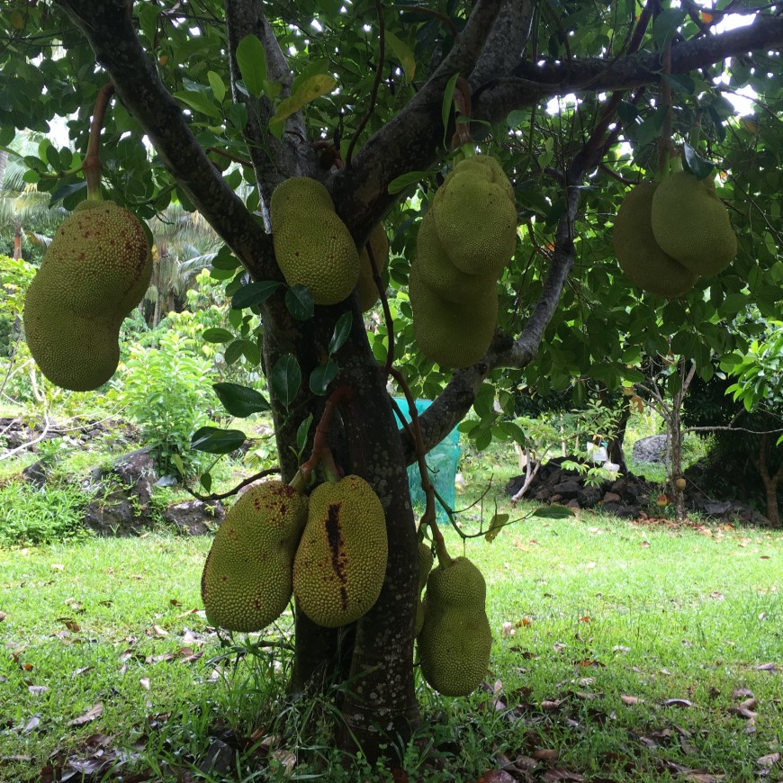 LATITUDE FRUITIERE, Pépinière de fruitiers rares, Le jacque à la ...