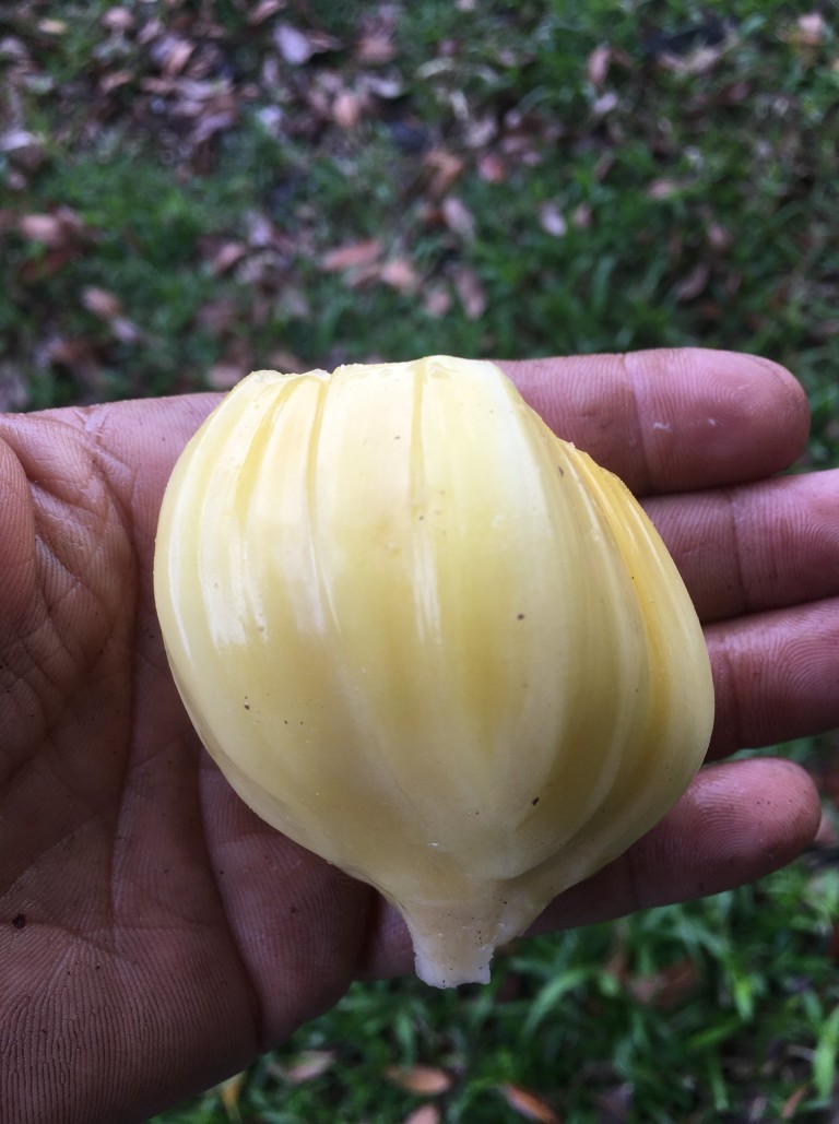 LATITUDE FRUITIERE, Pépinière de fruitiers rares, Le jacque à la ...