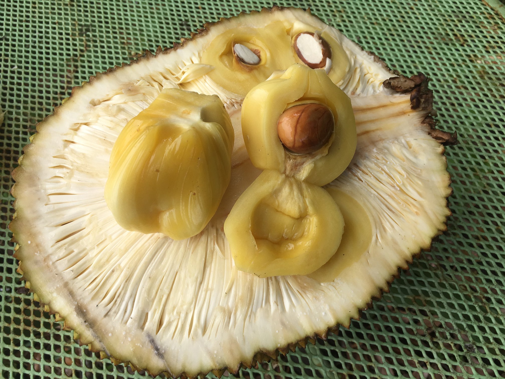 LATITUDE FRUITIERE, Pépinière de fruitiers rares, Le jacque à la ...