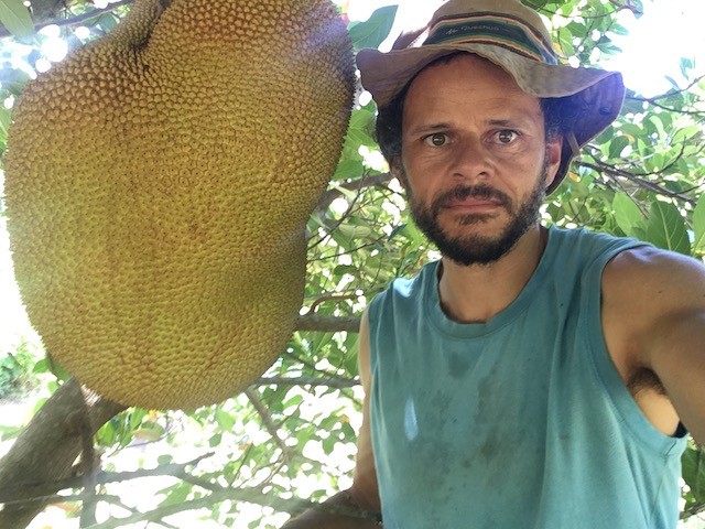 LATITUDE FRUITIERE, Pépinière de fruitiers rares, Le jacque à la ...