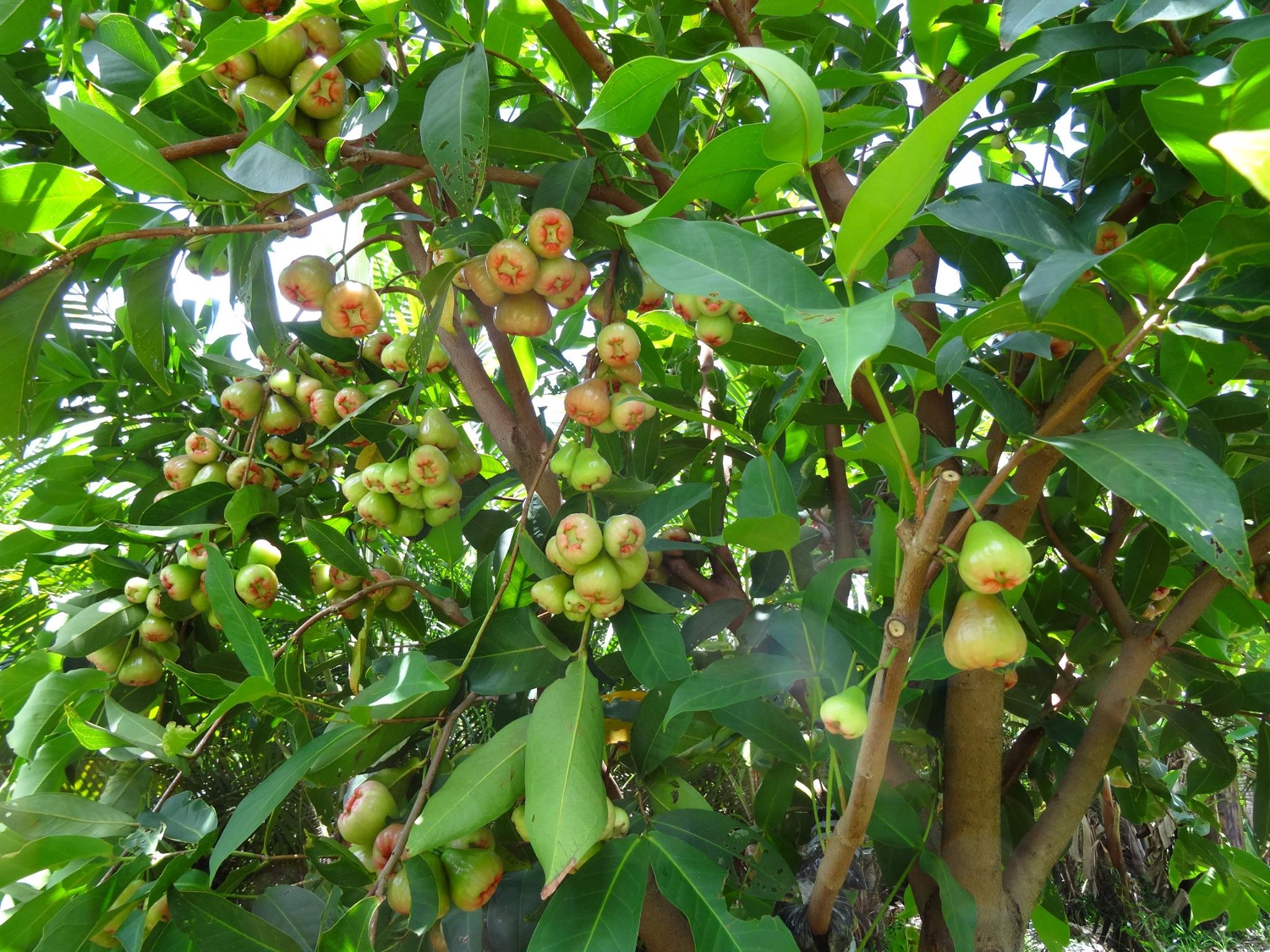 LATITUDE FRUITIERE, Pépinière de fruitiers rares, Le jamalac : un fruit ...