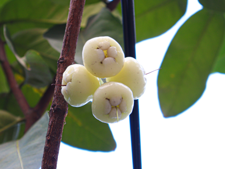 LATITUDE FRUITIERE, Pépinière de fruitiers rares, Le jamalac : un fruit ...